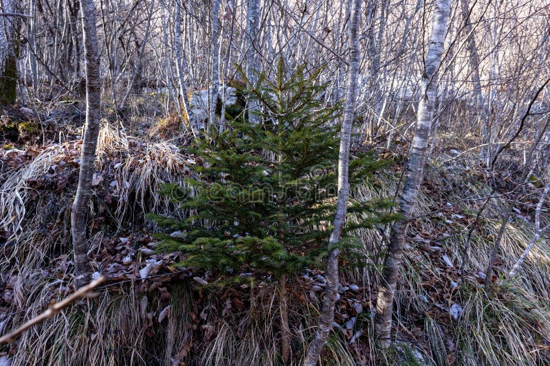 Small Spruce Tree: Forest Ground and Natural Light Stock Photo - Image ...