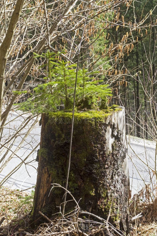 Small Spruces on an Old Stump Stock Photo - Image of tree, sunny: 182178276