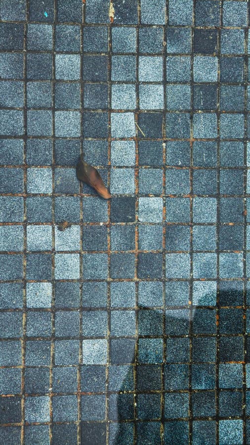 Small Square Tiles of a Pool Stock Image - Image of reflection, land ...