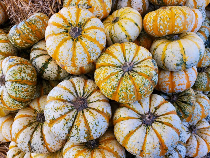 The Small Squash Tiger Pumpkins for Halloween and Fall Decoration Stock ...