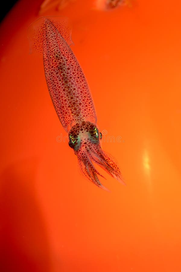 Small Squid Changing Color To Match a Float in the Water. Stock Image ...