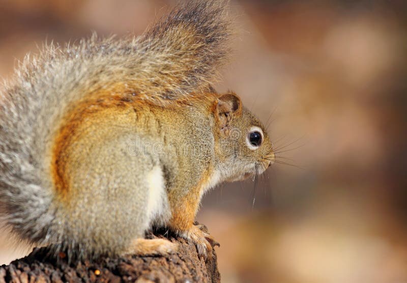 Small squirrel stock image. Image of squirrel, fall, rodent - 27265683