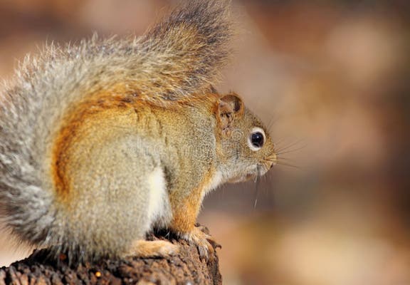Small squirrel stock image. Image of squirrel, fall, rodent - 27265683