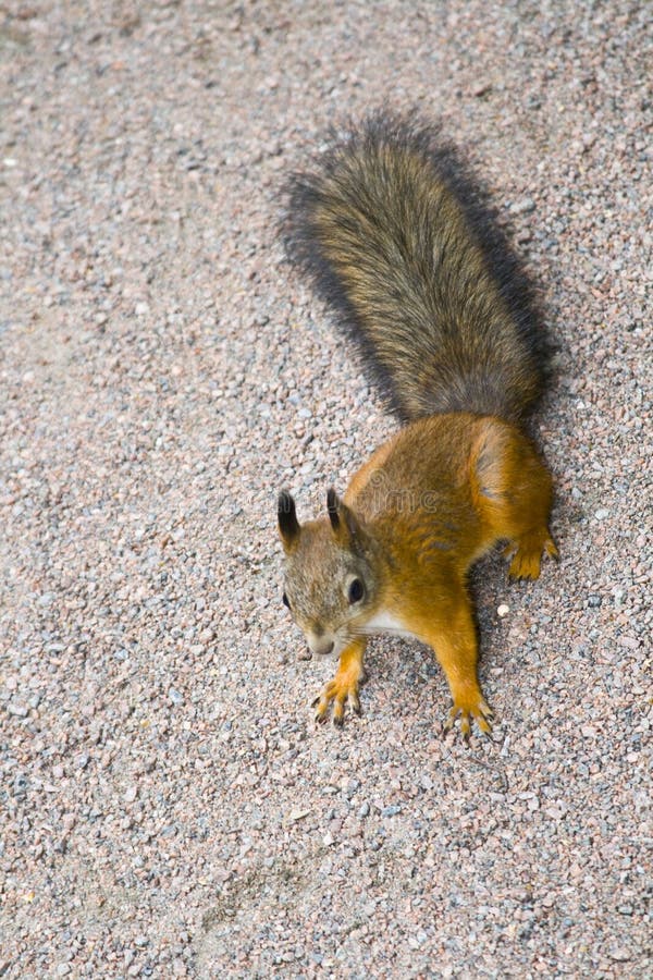 Small squirrel stock image. Image of path, gravel, small - 7000999