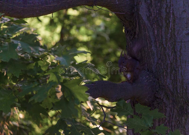 The squirrel has dinner stock photo. Image of girl, mammals - 14345664