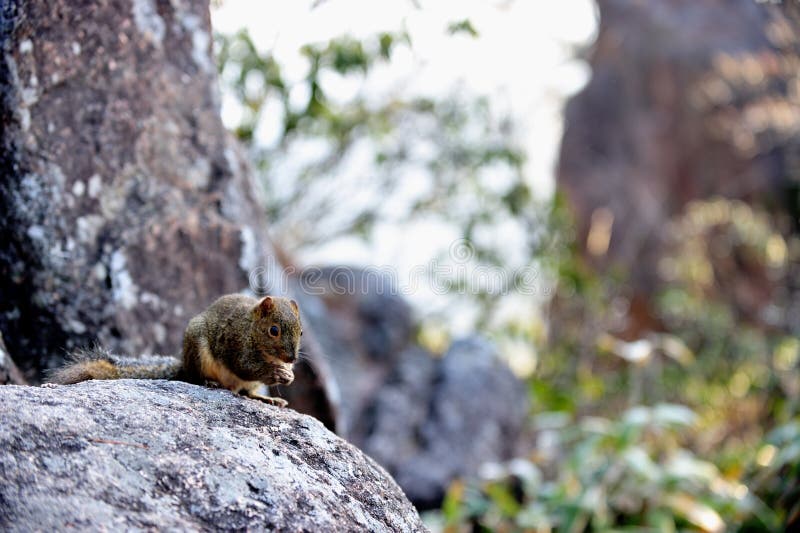 Squirrel Finds a Nut stock image. Image of rodent, nuts - 73586639