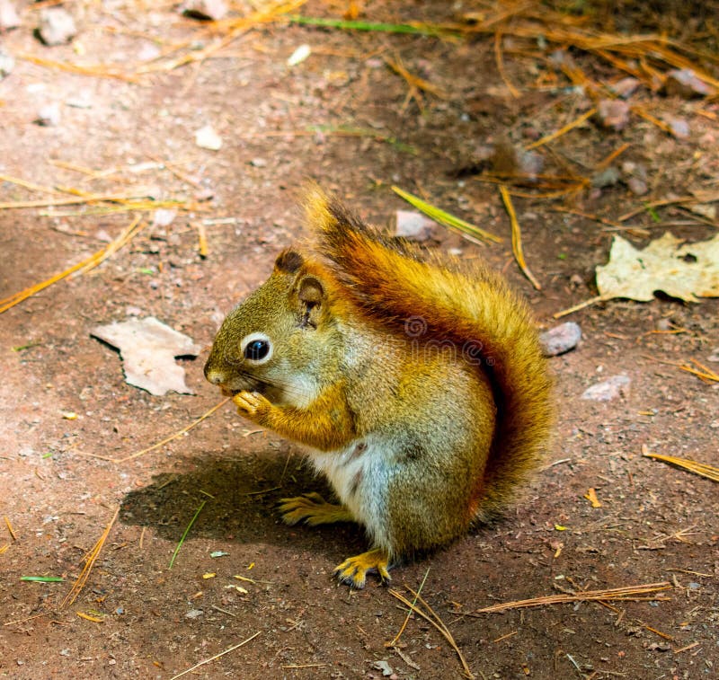 Small Squirrel on the Ground Stock Photo - Image of rodent, animal ...