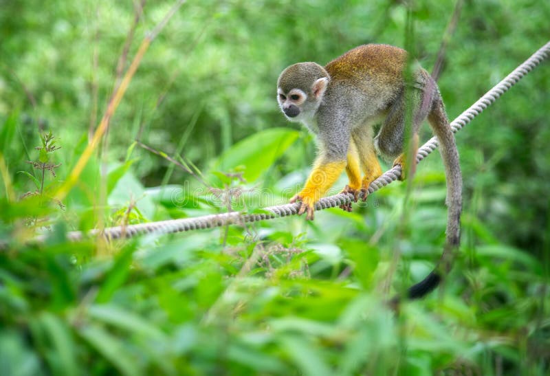 Small Squirrel Monkey Climbing on a Rope Stock Image - Image of small ...