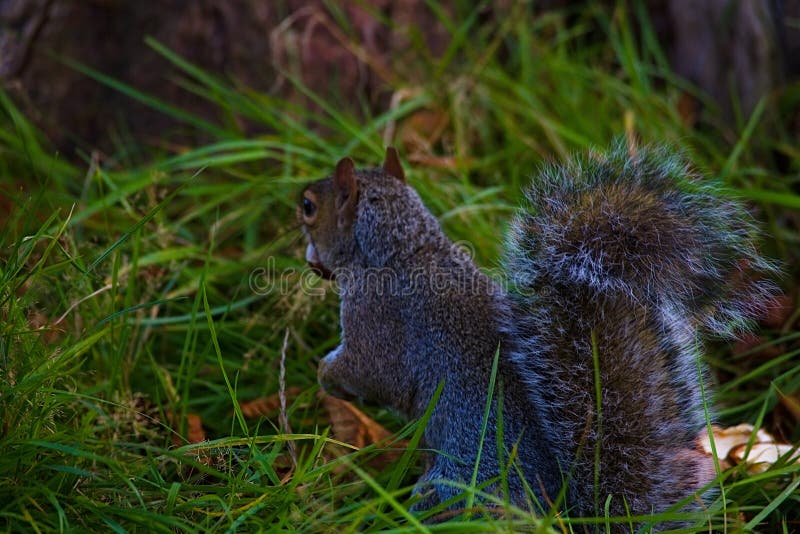 Squirrel Near a Tree Back View Stock Photo - Image of holly, amount ...
