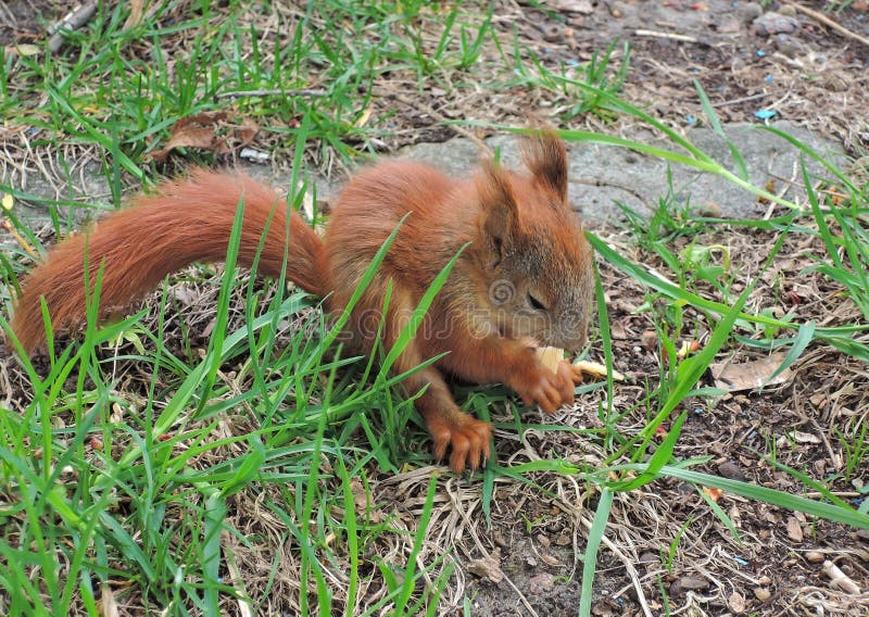 Small squirrel stock image. Image of baby, creature, green - 66937667