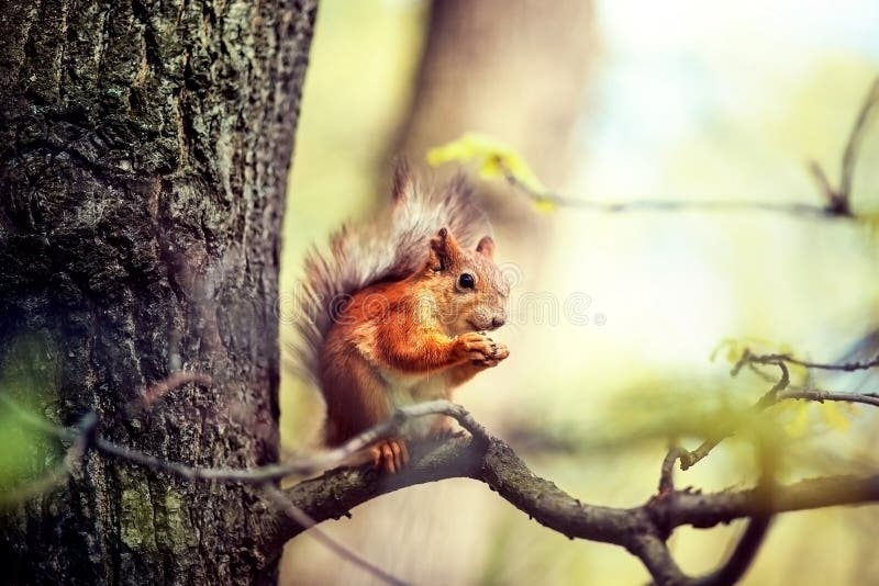 Little Squirrel in the Spring Stock Image - Image of small, garden ...