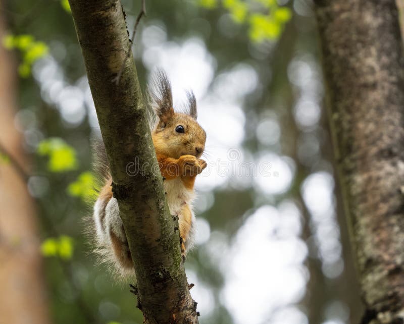 A Small Squirrel Sits on a Thick Tree Branch and Holds Something in Its ...
