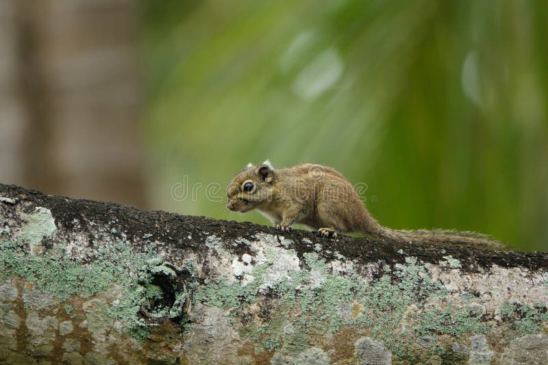 Small squirrel stock image. Image of animals, trunk - 366915577