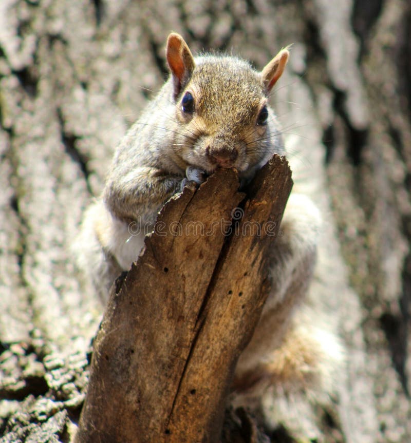 Small Squirrel on a Tree Stump in a Park Stock Photo - Image of small ...