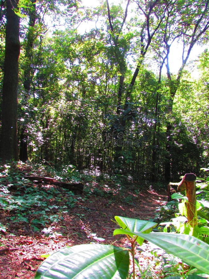 A Small Staircase in the Middle of the Forest Stock Photo - Image of ...