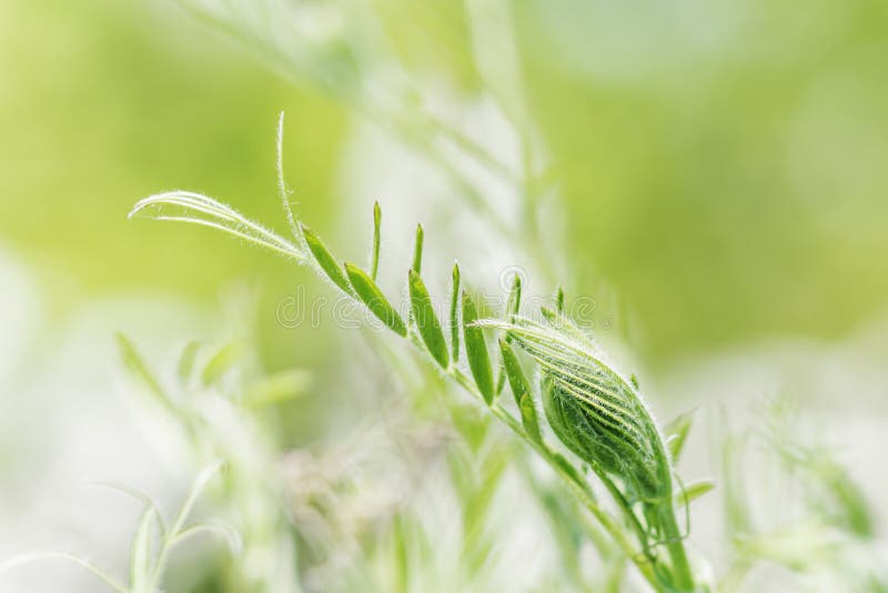 Small Stems and Leaves of Young Grass Stock Image - Image of plant ...