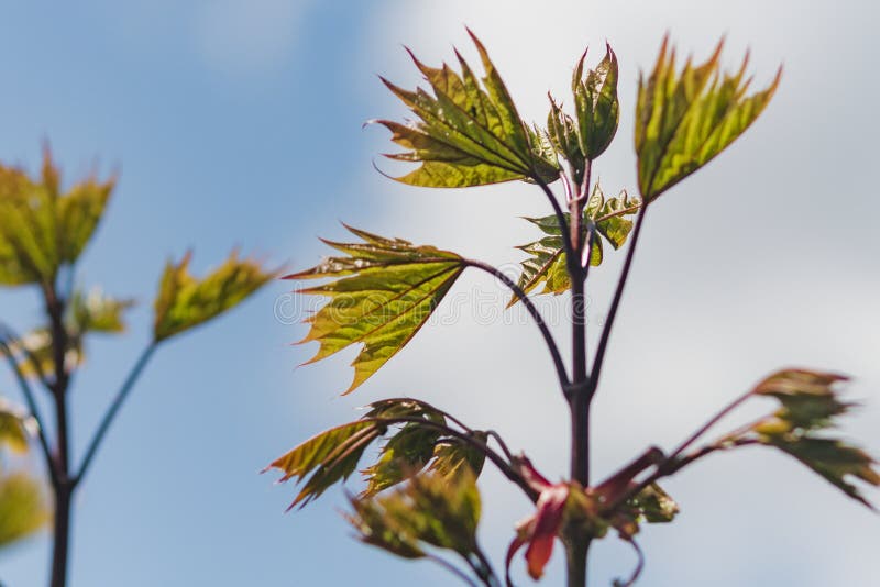 Small Stems of a Young Tree Stock Image - Image of gardening, fresh ...