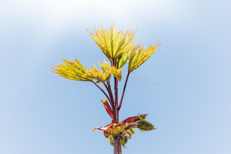 Small Stems of a Young Tree Stock Photo - Image of farm, nature: 183710734
