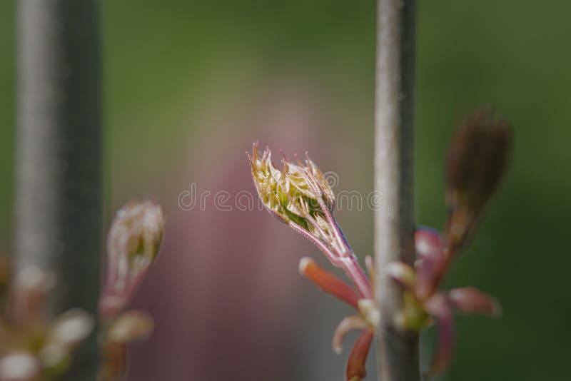 Small Stems of a Young Tree Stock Image - Image of nature, gardening ...