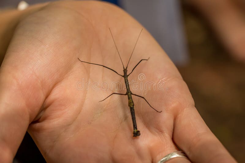 A Small Stick Insect in a Persons Hand from a Rainforest Stock Photo ...