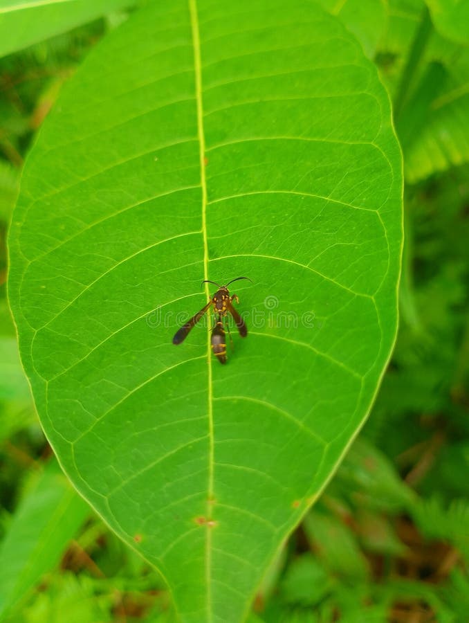 A Small Stinger is Sitting on a Leaf in West Kalimantan, Indonesia Stock Image - Image of ...
