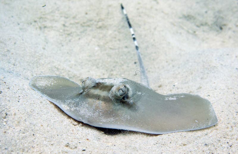 Small stingray. stock photo. Image of travel, color, underwater - 30644966