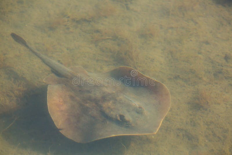 Small Stingray Swims in a Shallow Channel at a Nature Preserve Stock ...