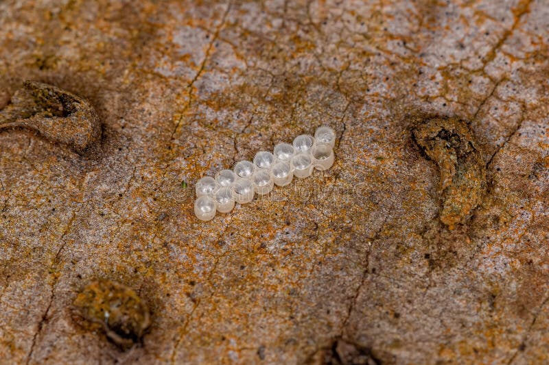Small Stink Bug Eggs stock image. Image of macro, natural - 250655391