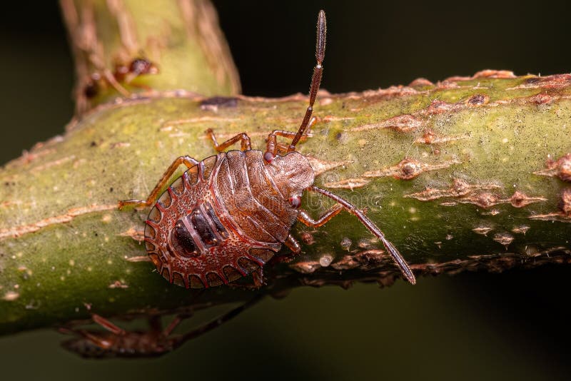 Small Stink bug stock photo. Image of natural, brown - 283678504