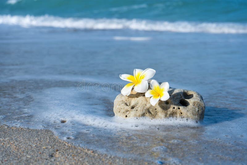 A Small Stone of an Interesting Smooth Form is Washed by Waves on the ...