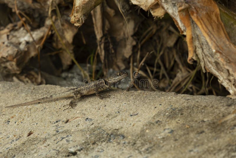 Small Stone Lizard, Common Species in Northeastern Brazil Stock Photo ...