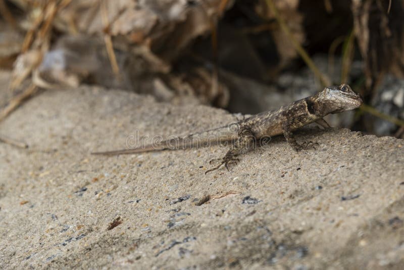 Small Stone Lizard, Common Species in Northeastern Brazil Stock Image ...