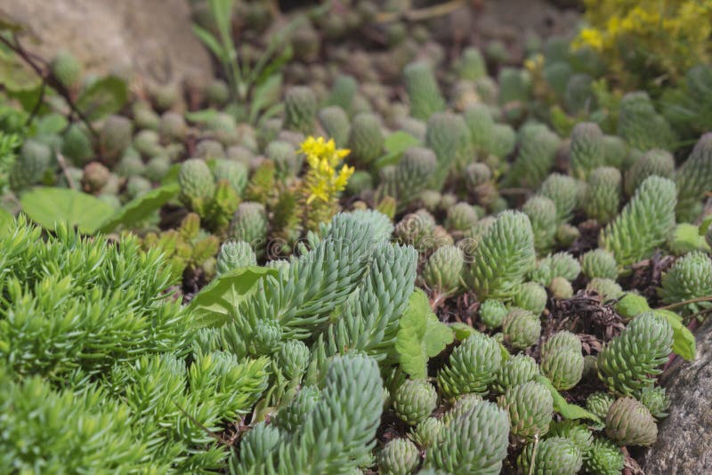 Small stonecrop succulent stock image. Image of nature - 75769835