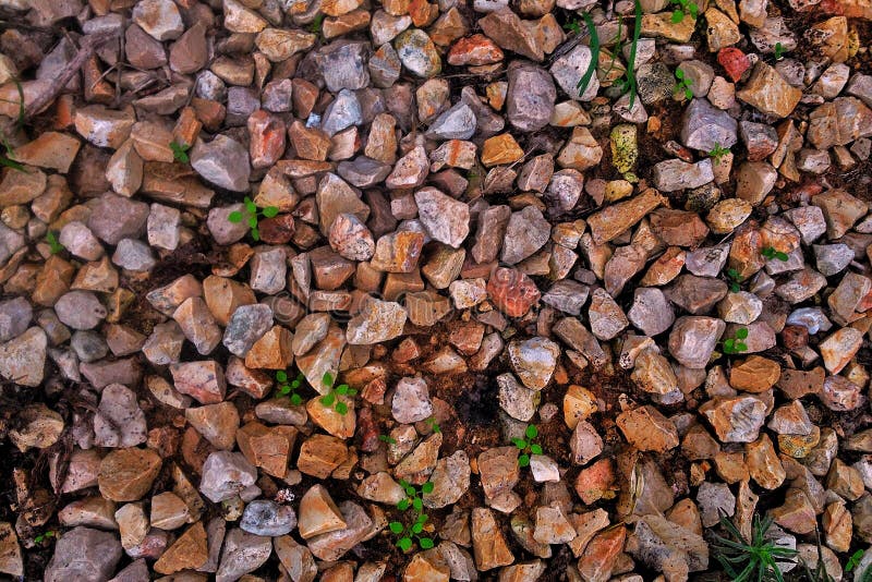 The Small Stones and the Grass Inside Stock Photo - Image of ...