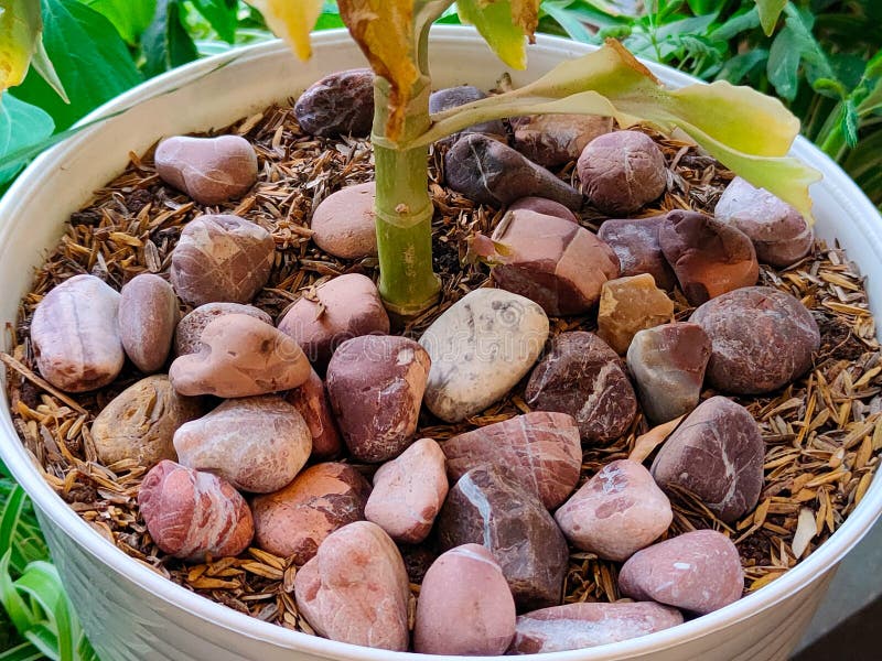 Small Stones and Rice Husks on a Flower Pot Stock Image - Image of ...