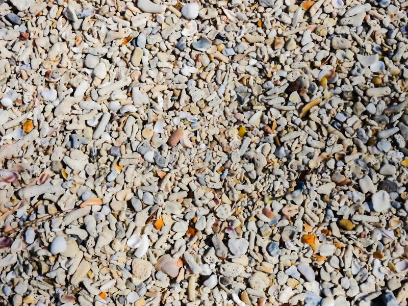 Small Stones and Shell Fragments Stock Image - Image of seashell ...