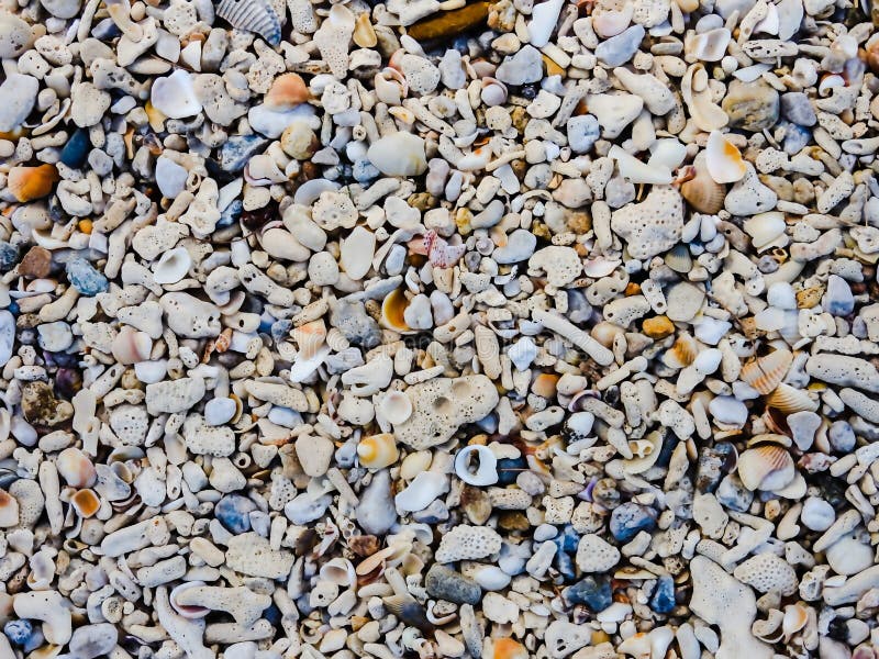 Small Stones and Shell Fragments Stock Image - Image of macro, seashell ...