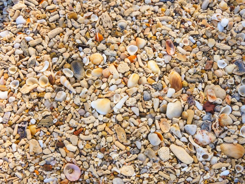 Small Stones and Shell Fragments Stock Photo - Image of closeup ...