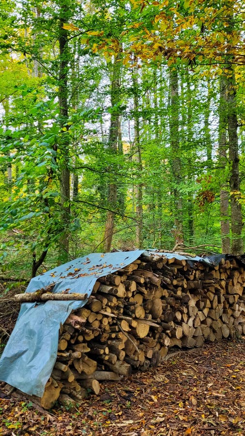 A Small Storage of Firewood Covered with a Protective Film, is Located ...