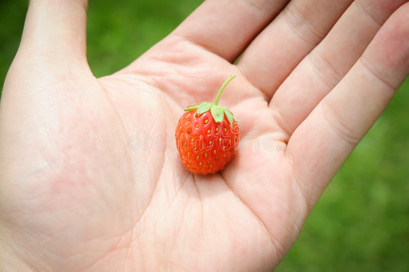 Small strawberry stock photo. Image of small, showing - 20392212