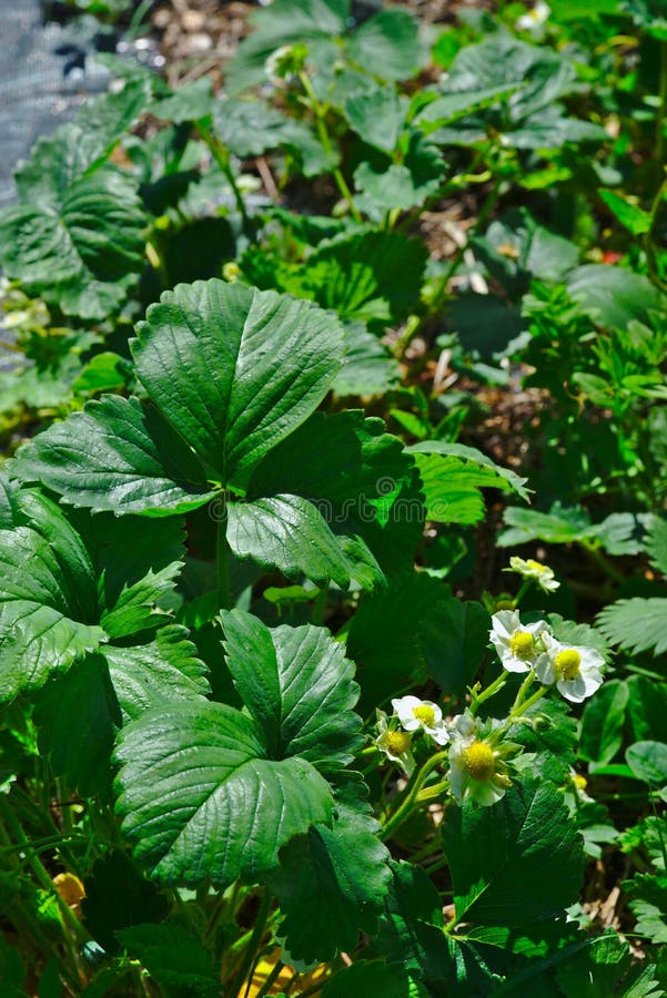 Small strawberry flowers stock photo. Image of petal - 186611688