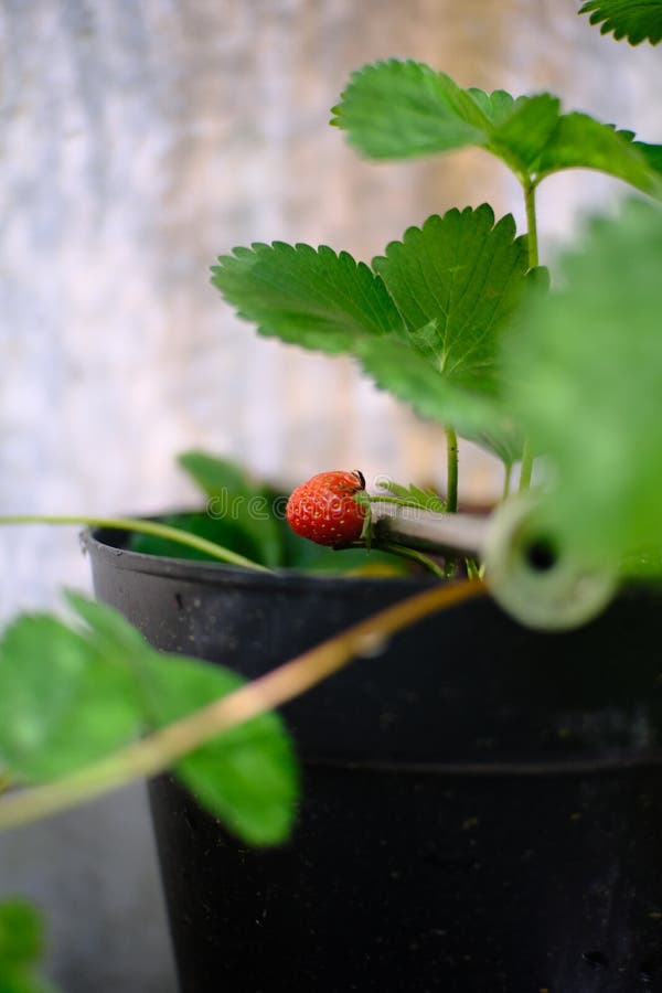 Small Strawberry stock image. Image of food, flower - 262821299