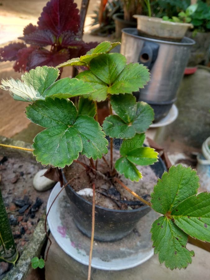 A Small Strawberry Tree Placed in a Cute Little Pot Stock Photo - Image ...