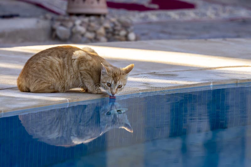A Small Stray Cat Walks Around in a City in Morocco Stock Photo - Image ...