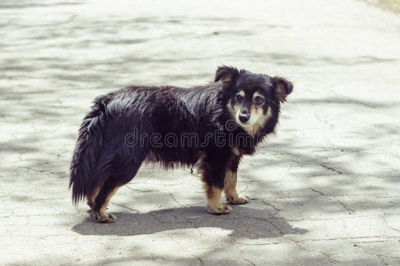 A small stray dog stock photo. Image of dirty, summer - 95147582