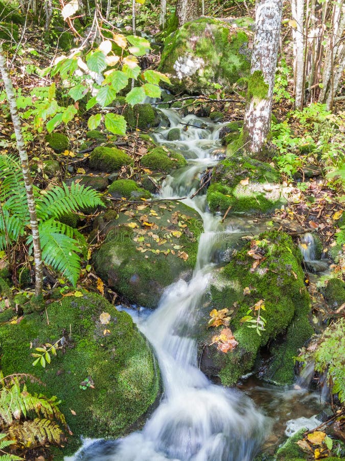 Small stream stock photo. Image of running, scene, brook - 32065766