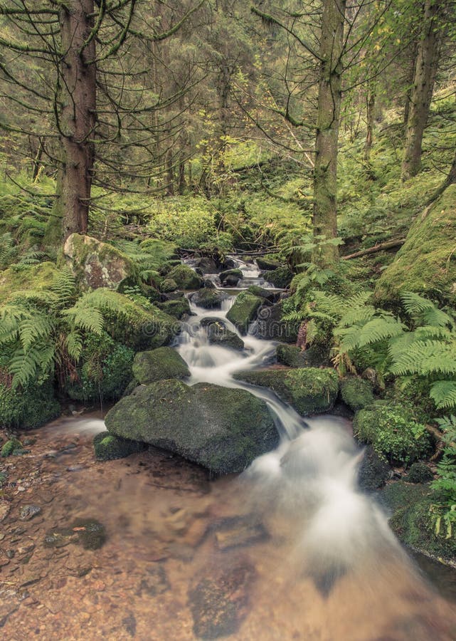 Small Stream in Black Forest Stock Image - Image of flowing, nature ...