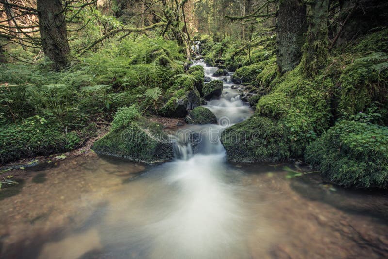 Small stream in the woods stock photo. Image of greenery - 12484720