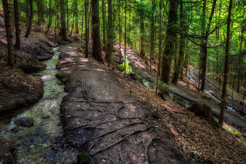 Small Stream Cascading Down through the Beautiful Forest Stock Image ...