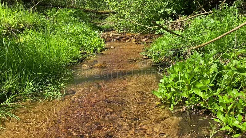A Small Stream of Clear Spring Water Flows through the Forest into a ...